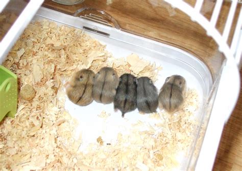Robo Dwarf Hamster Babies