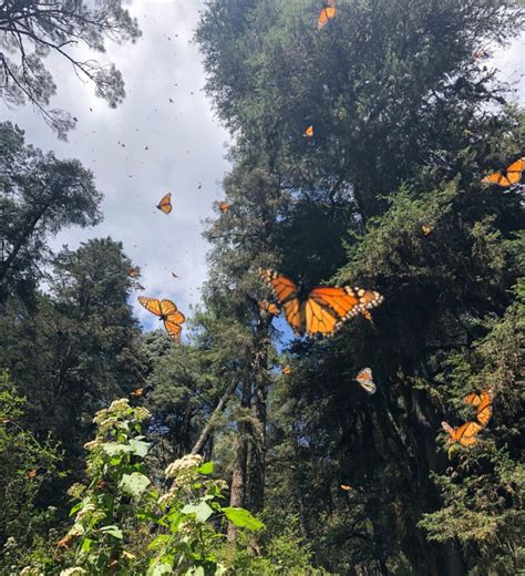 How To See The Monarch Butterfly Migration In Mexico Slight North