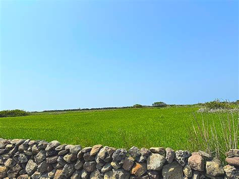 가파도 청보리축제