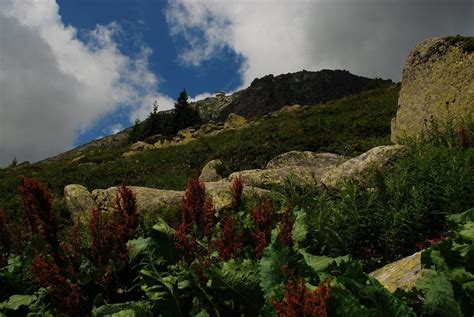 Преброяване на планински крем и витошко лале в резерват Бистришко бранище в ПП Витоша