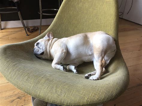 Comfy Oona Scrolller