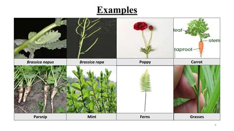 Types Of Stem By Sarah Ashfaq Botanist Pptx