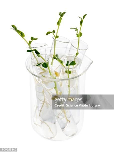 Pea Library Photos And Premium High Res Pictures Getty Images