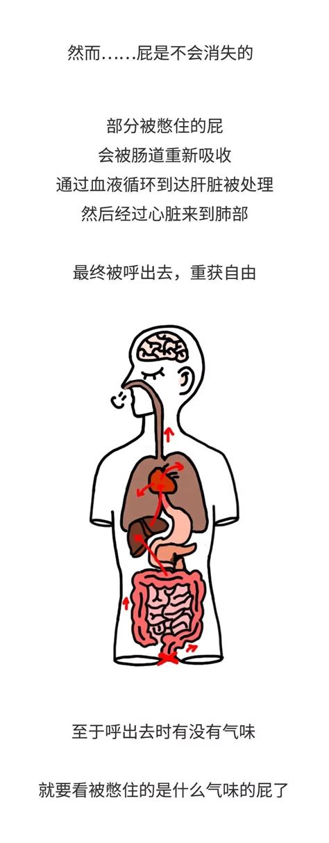 憋住的屁，都去哪了？丁香医生