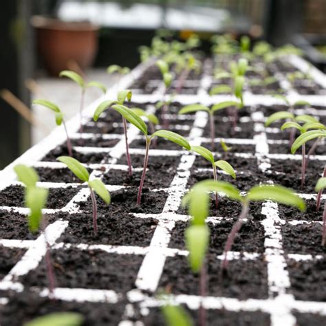 Pindstrup Så Og Priklemuld