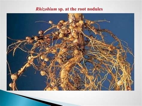 Isolation Of Rhizobiumpdf