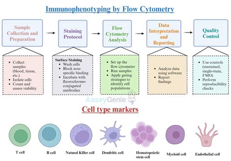 Immunophenotyping By Flow Cytometry And Cell Type Markers Assay Genie