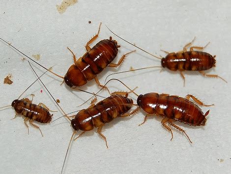 生き物昆虫他 ゴキブリ オオクロゴキブリ幼虫5匹セット