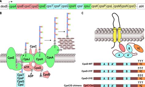 Schematic Organization Of The Pneumococcal Cps Machinery And