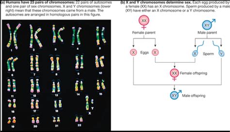 Basic Human Physiology Integrative Approach E 8 Chapter 26