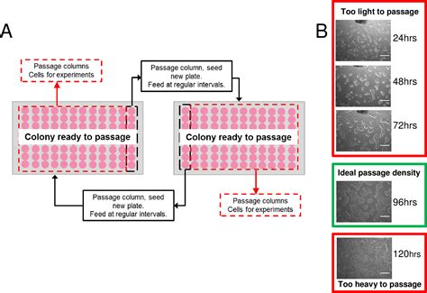 Scalable 96 Well Plate Based Ipsc Culture And Production Using A