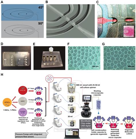3d Flow‐focusing Chip Design And Fabrication And Schematic Download Scientific Diagram