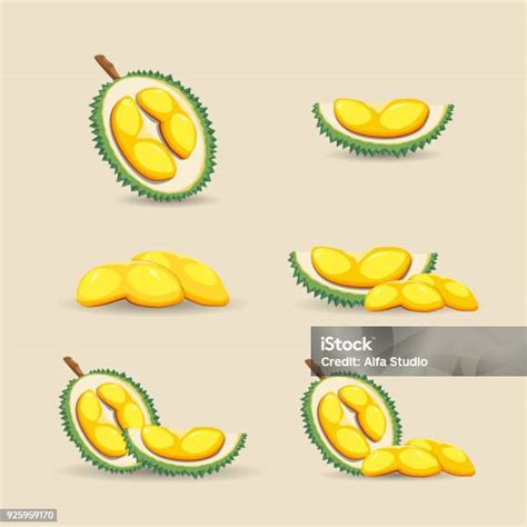 밝은 배경에 열 대 두리안 과일의 반쪽 신선 하 고 유기농 두리안 과일입니다 벡터 일러스트입니다 0명에 대한 스톡 벡터 아트 및