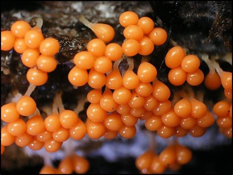 Terra Forming Terra Slime Mold Evolution