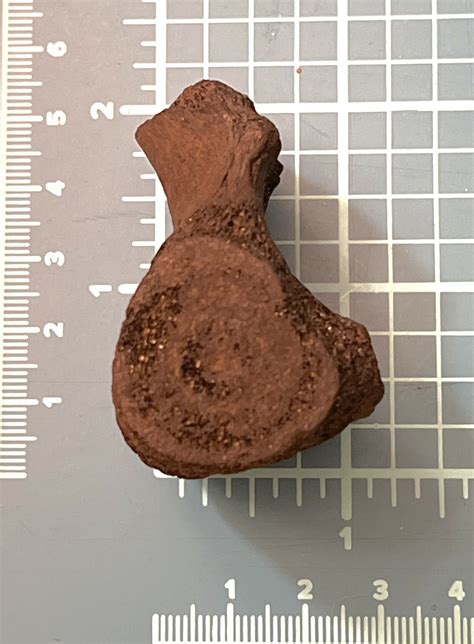 Spine Fossil Id The Fossil Forum