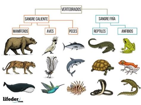 18 Temas De Biología Interesantes Para Investigar Y Exponer