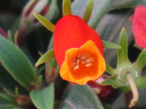 植物編のイワタバコ科のシーマニア
