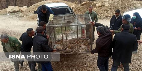 کشف محموله سنجاب ایرانی در کهگیلویه و بویراحمد ایسنا