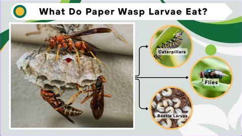 What Do Paper Wasps Eat Diet Of Adult And Larval Wasps