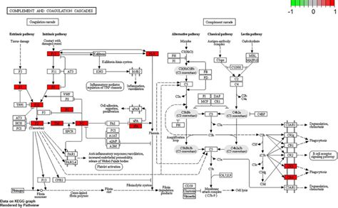 Complement And Coagulation Cascades Signalling Pathway The Red Square Download Scientific