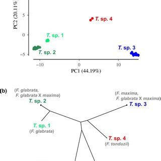 Population Genetic And Phylogenetic Results For The Host Figs A Download Scientific Diagram