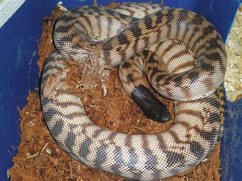 Keeping And Breeding Black Headed Pythons Reptiles Magazine