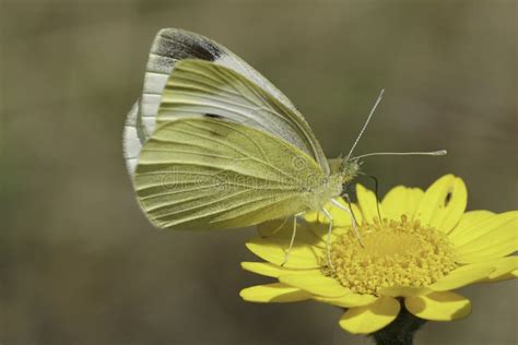 Closeup On A Southern Small White Butterfly Pieris Mannii On A Yellow Flower Stock Image