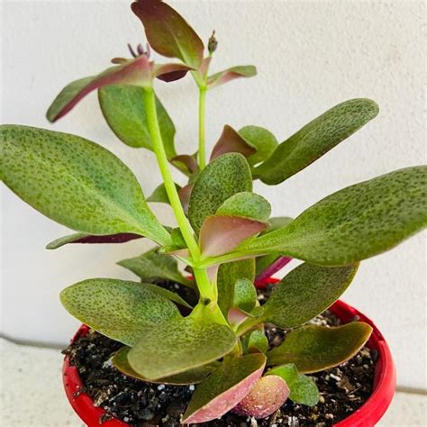 Crassula Streyi 130mm Succulents World