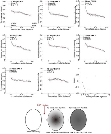 Graphs Summarize Radial Distribution Of Dxr Fluorescence From The Download Scientific Diagram
