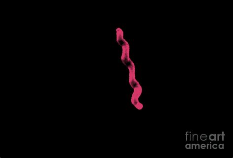 Campylobacter Jejuni Photograph By Science Source