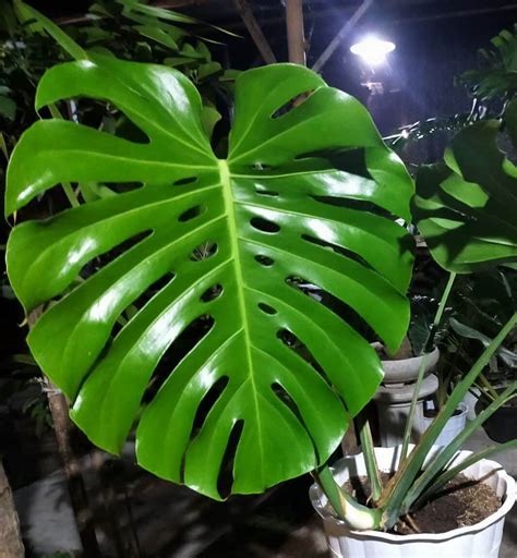 Monstera Sierrana [5 Best Care Hacks And Where To Buy]