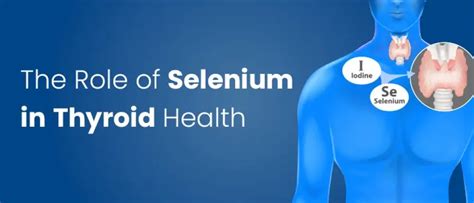 Understanding The Connection Between Selenium And Thyroid Function