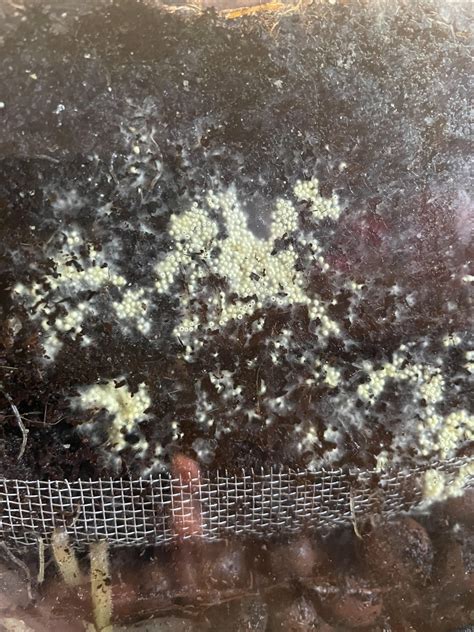 Weird Egg Things In Substrate Rbioactive