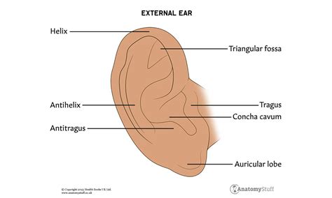 Anatomy Of The Outer Ear Diagram Anatomy Of Ear Worksheets Free