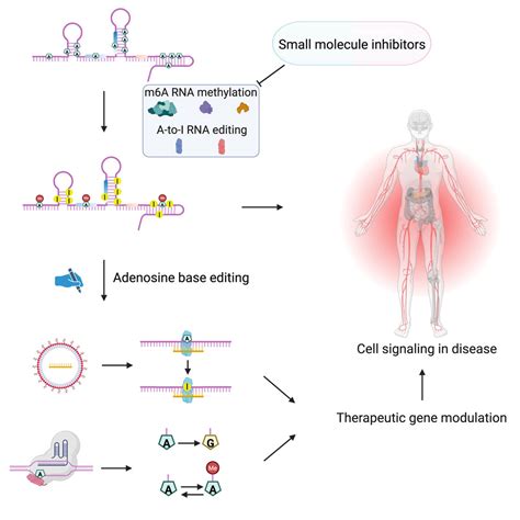 Targeting Rna Adenosine Editing And Modification Enzymes For Rna