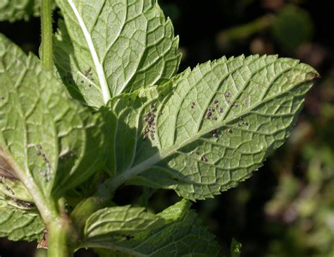 Mint Plant Pests And Diseases At Cooper Meares Blog