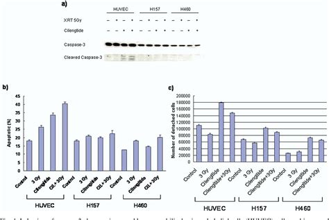 Figure 4 From Integrin αvβ3 Antagonist Cilengitide Enhances Efficacy Of Radiotherapy In