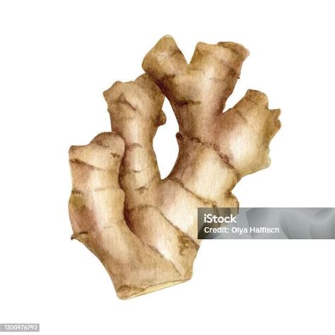 생강 뿌리 그림 흰색 배경에 고립 된 손으로 그린 수채화 생강 뿌리 줄기 아시아 향신료 식물 요리 재료 약용 허브 생강에 대한 스톡 벡터 아트 및 기타 이미지 Istock