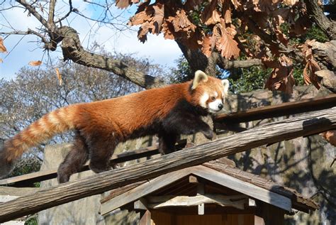 野毛山動物園 レッサーパンダ 落書きです