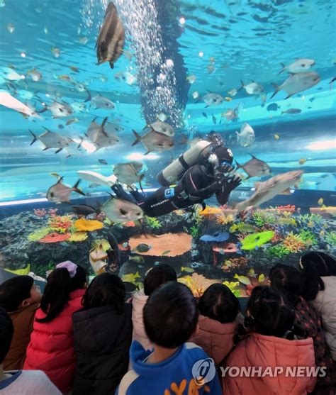 국립해양박물관 수족관 구경하는 어린이들 연합뉴스