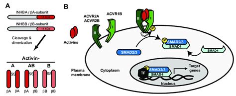 Activin Structure And Activin Signaling Pathway A Activins Are A Download Scientific Diagram