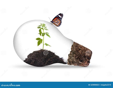 Tree In Lamp Tree Stock Photo Image Of Corkoak Clean 32989850