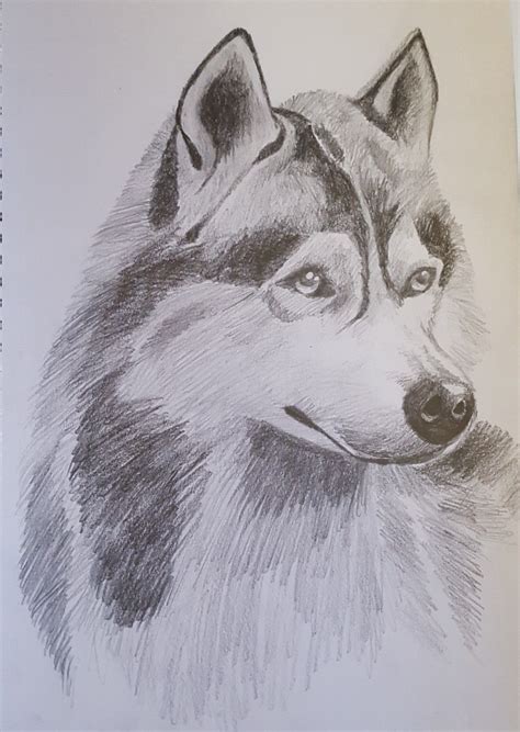 Pencil Drawing Of Husky