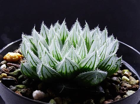 やや傷や汚れありハオルチア ゴルドニアナ H gordoniana DMC11040 TL Zuurbronの落札情報詳細