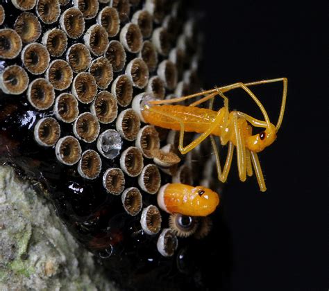 Birth Of An Assassin Bug Nc State Extension