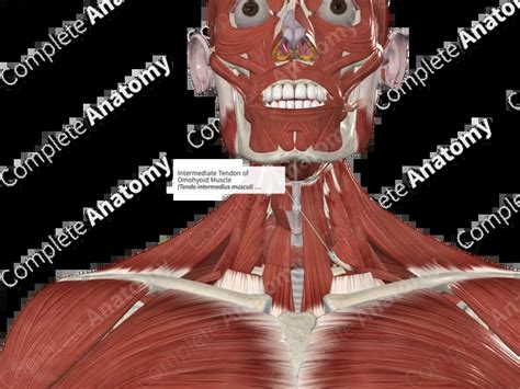 Intermediate Tendon Of Omohyoid Muscle Complete Anatomy