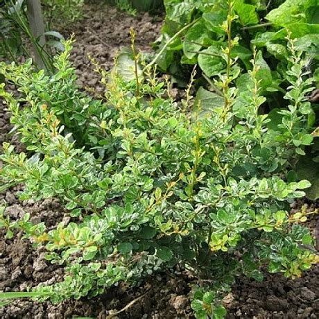 Барбарис Сильвер Бьюти: описание сорта, характеристики, агротехника ...