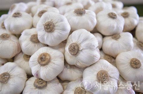 청주시 고품질 마늘 생산을 위한 적기파종 당부 서울뉴스통신 청주시 고품질 마늘 생산을 위한 적기파종 당부 서울뉴스통신