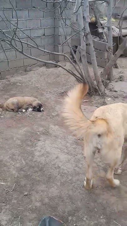 جومونگ خوش خواب درحال خواب Youtube