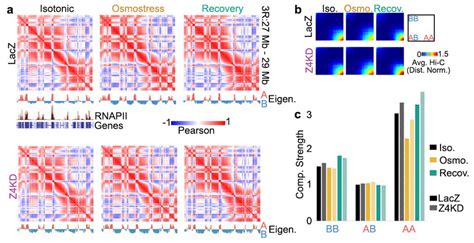 Chromosome Pairing Affects Ab Compartmentalization Only Weakly A